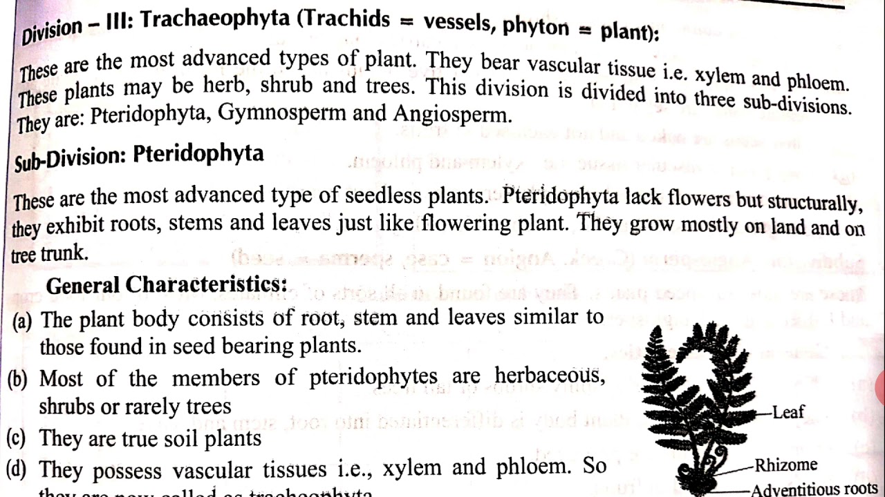 NEB, Class - 9 (Science), Division - Tracheophyta & Sub division ...