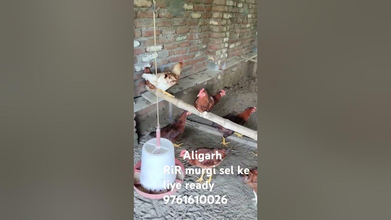 RiR murgi sel ke liye ready/ desi murgi form Aligarh / 11 February 2025 - YouTube