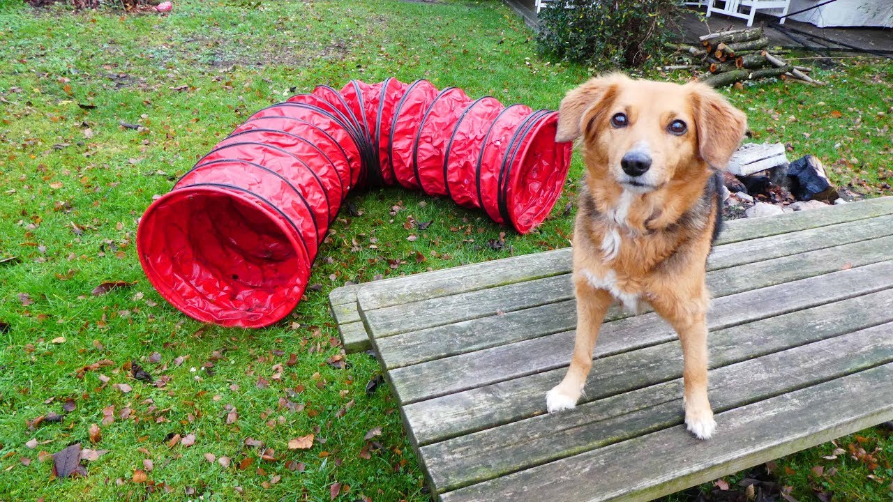 TEACH YOUR DOG TO GO THROUGH THE TUNNEL! - AGILITY - YouTube