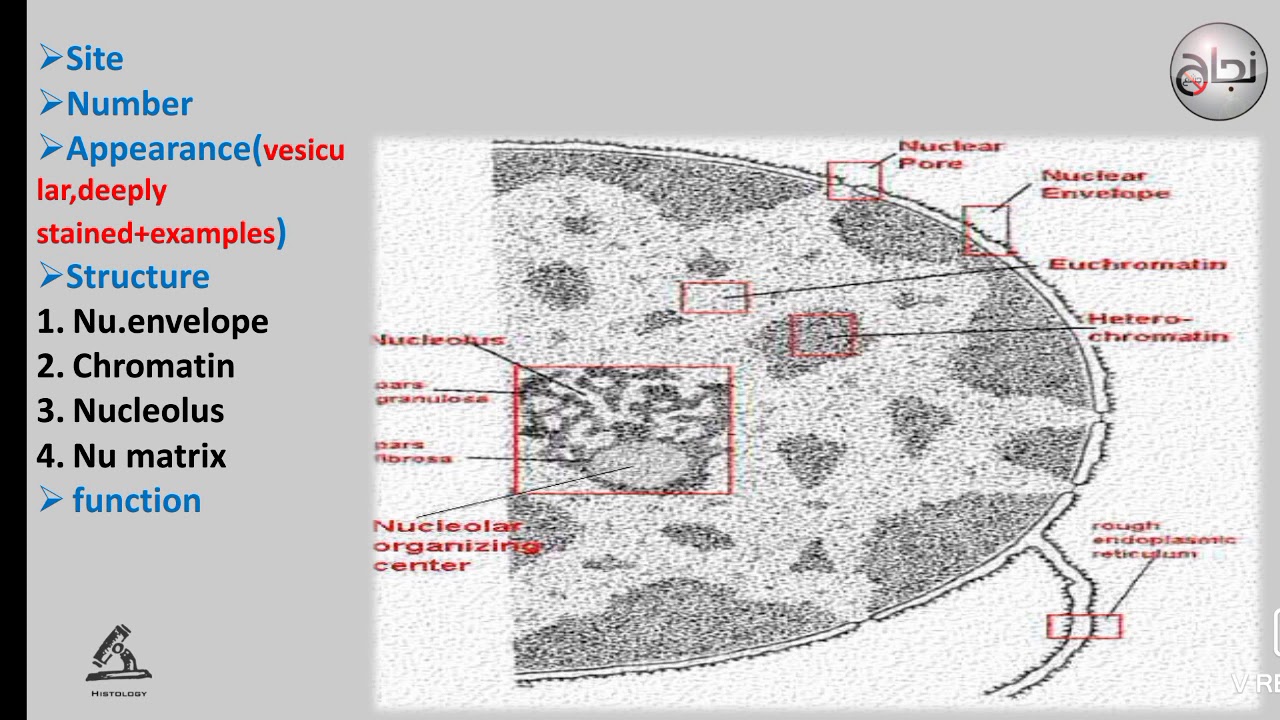 Histo..Cytology, Nucleus - YouTube