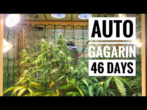 Auto Gagarin 46 дней от каски 🪖 7 дней цветения ☀️ выращивание конопли, марихуаны! (СТЕЛС ГРОУБОКС)