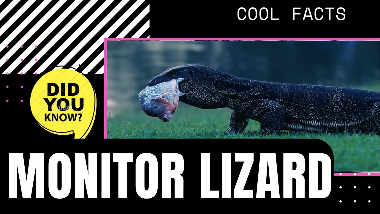 Monitor lizards facts - YouTube