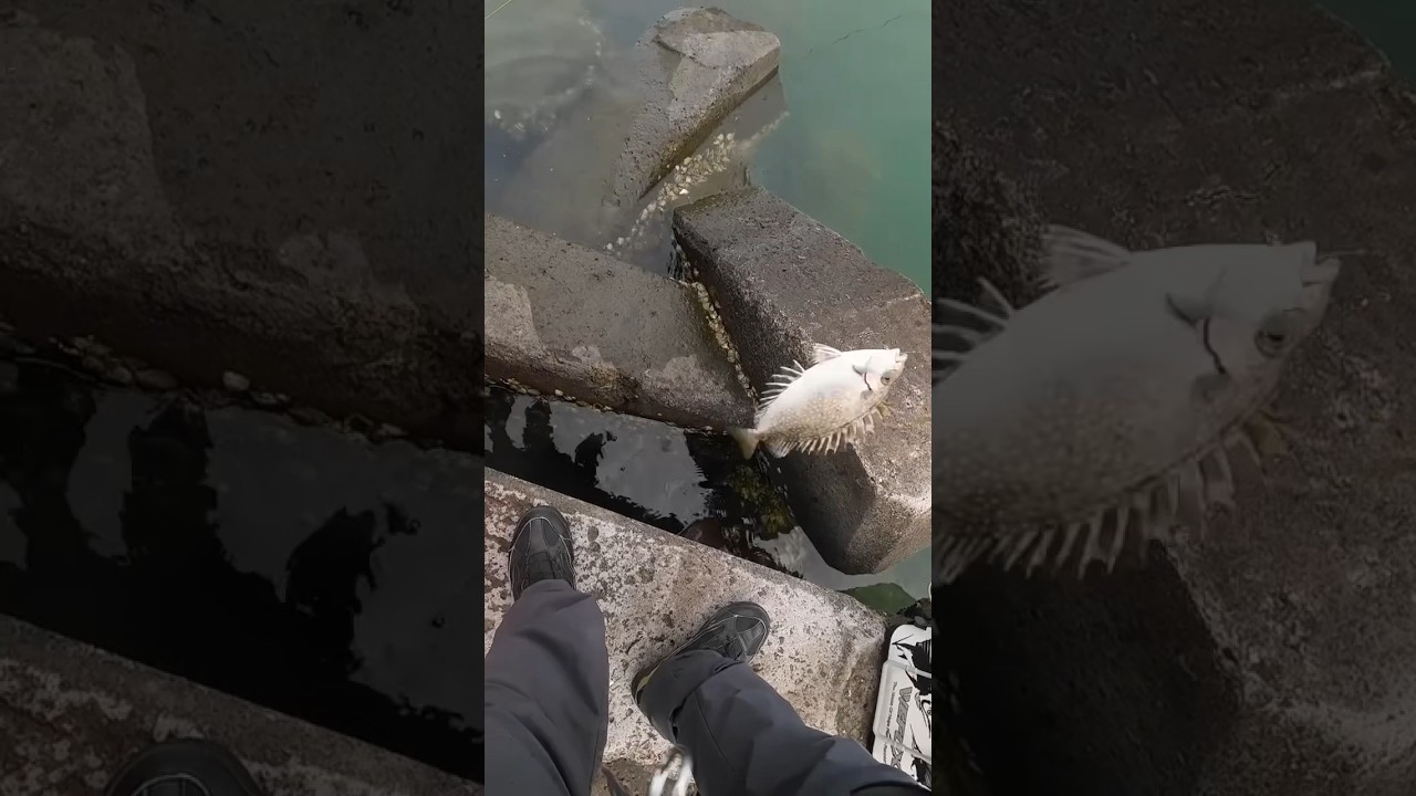 #釣魚 #磯釣 #臭肚 #台南 #阿天達ii #fishing #gamakatsu #attender2 #dji - YouTube