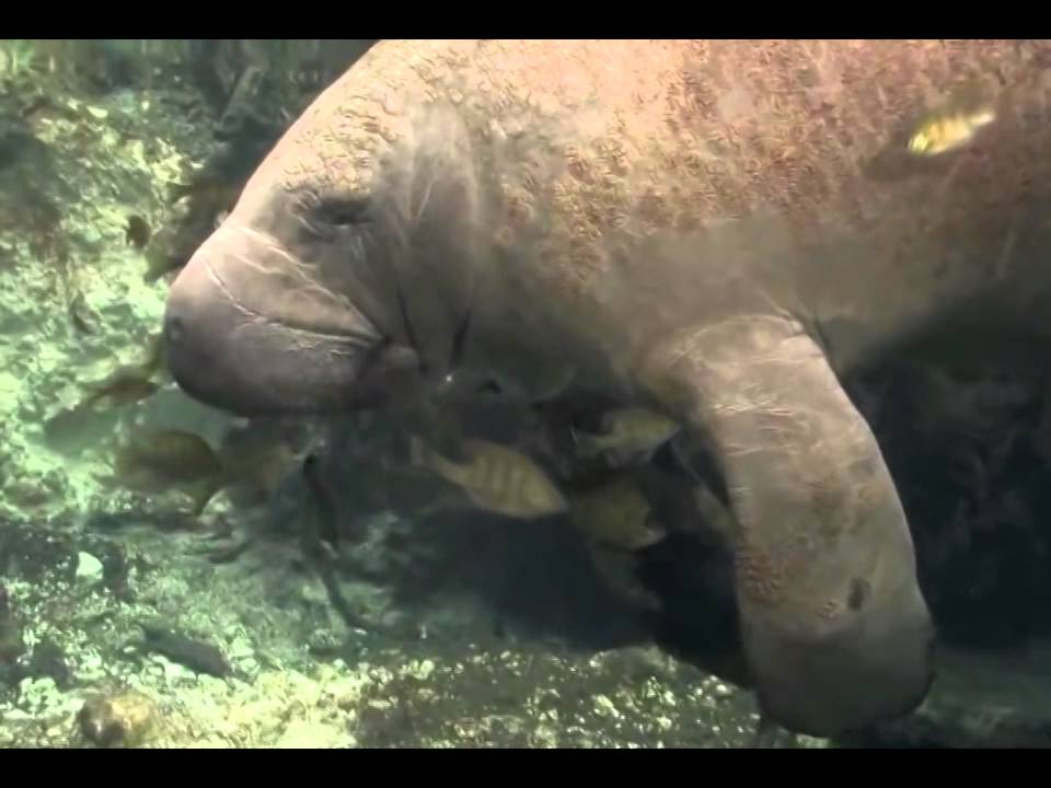 Día del Manatí en México - YouTube
