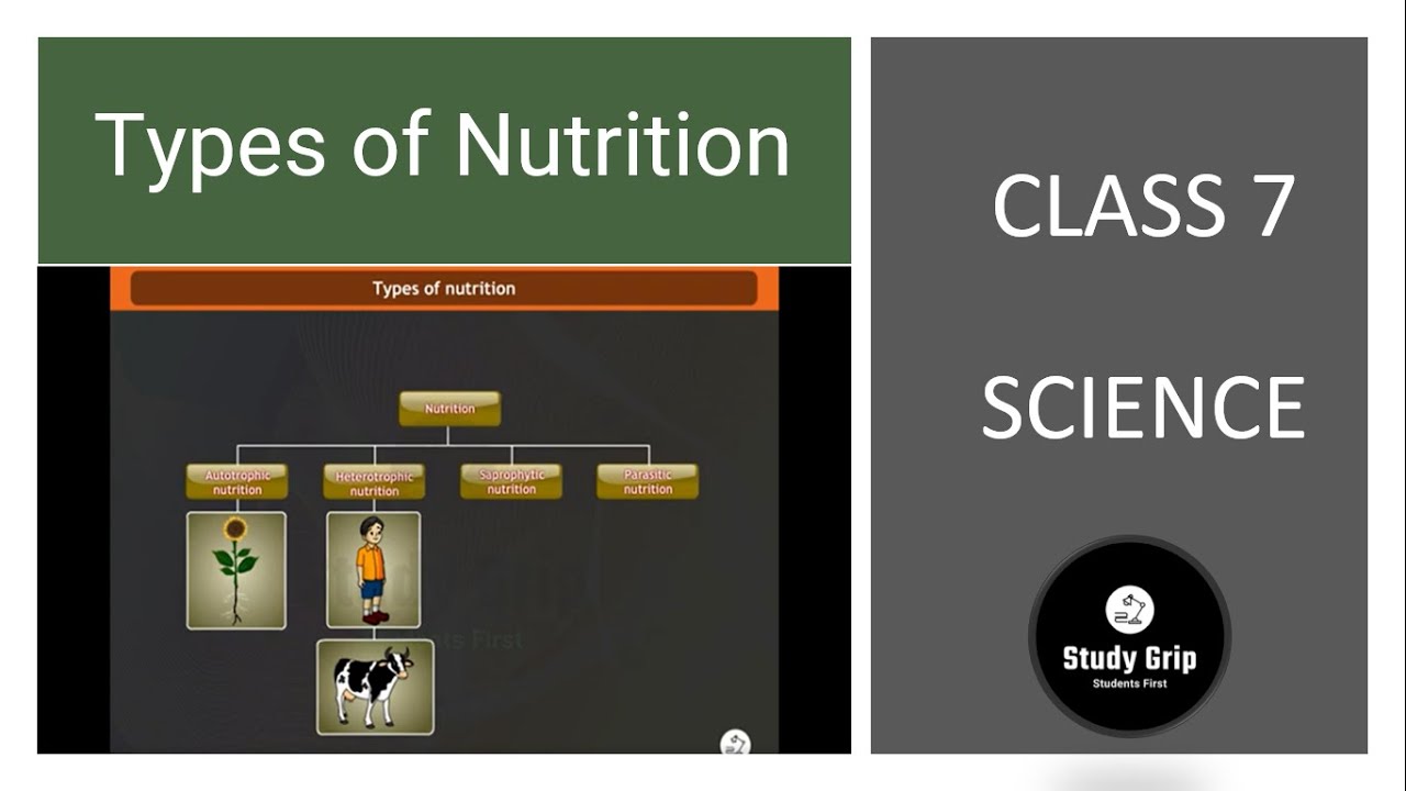 Types of nutrition, Class 7 -- Science, Autotrophic, Heterotrophic ...