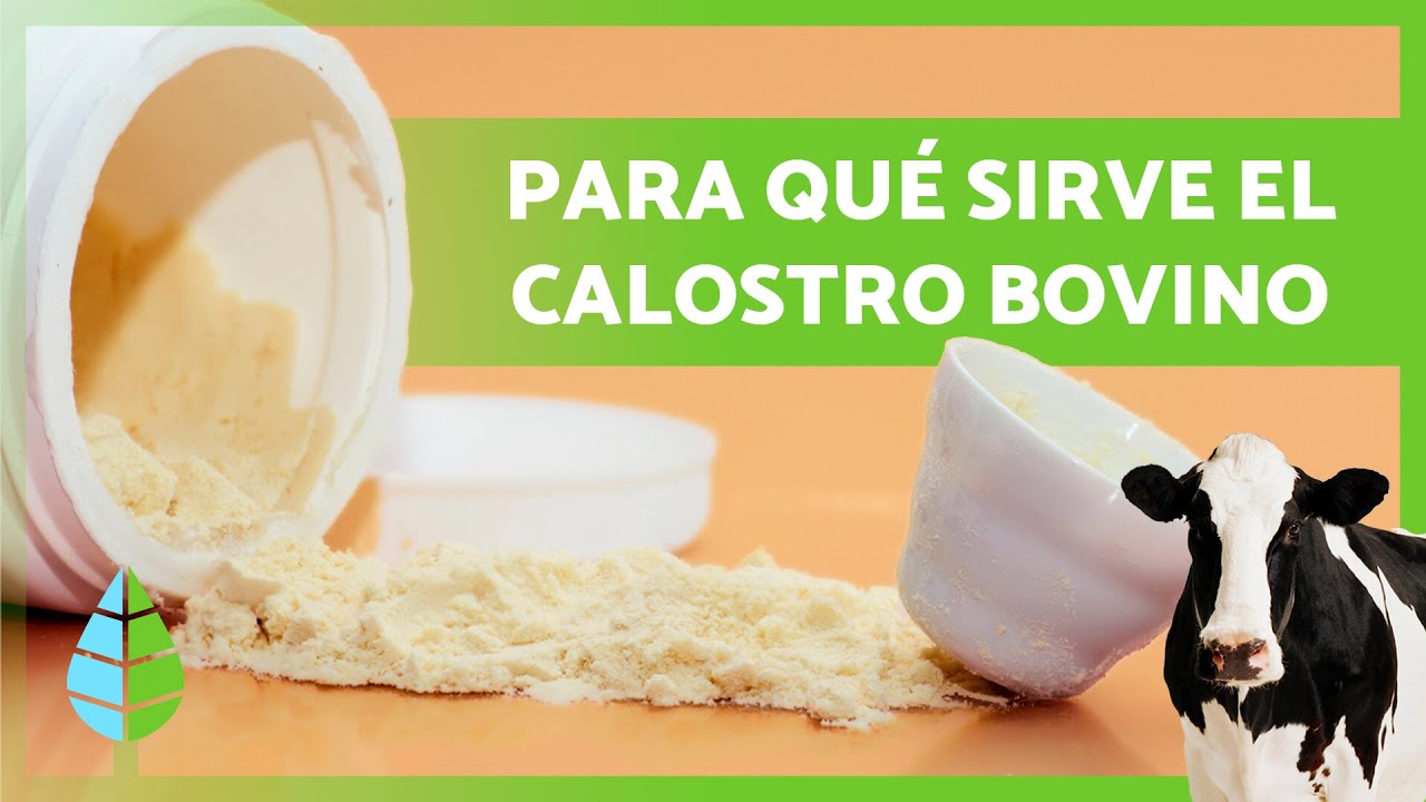12 BENEFICIOS del CALOSTRO BOVINO 🥛🐮| Para Qué Sirve y Cómo Tomarlo ...