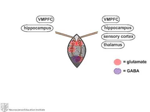 Fear Conditioning and Fear Extinction - YouTube