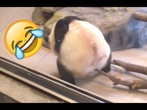 Cutest PANDA Fails Funny Videos Compilation #2