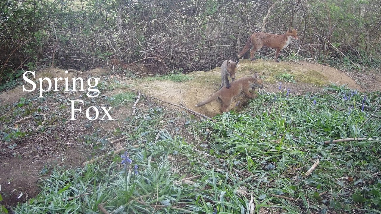 Spring Fox - YouTube