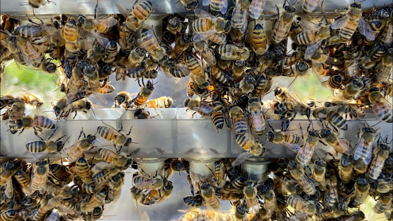 How to graft honeybee queens— a run through of the process I use - YouTube