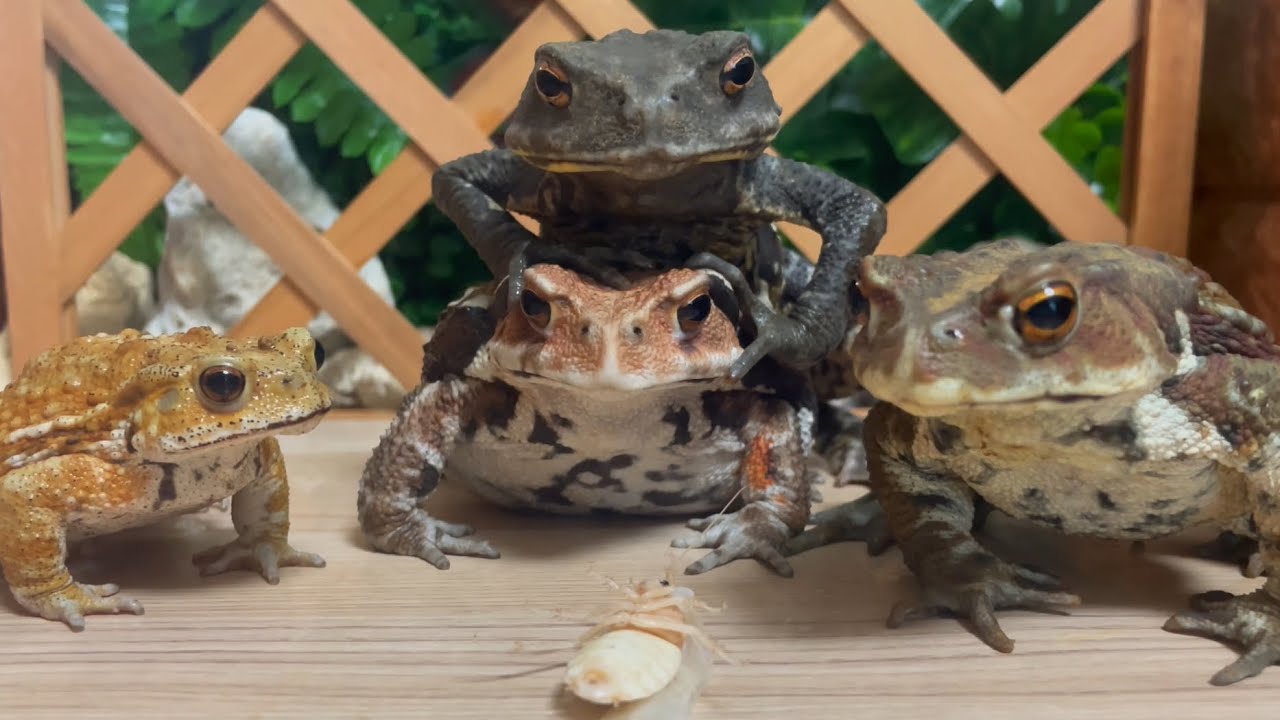 Well-behaved toads? （japanese toad,japanese stream toad,miyako toad ...