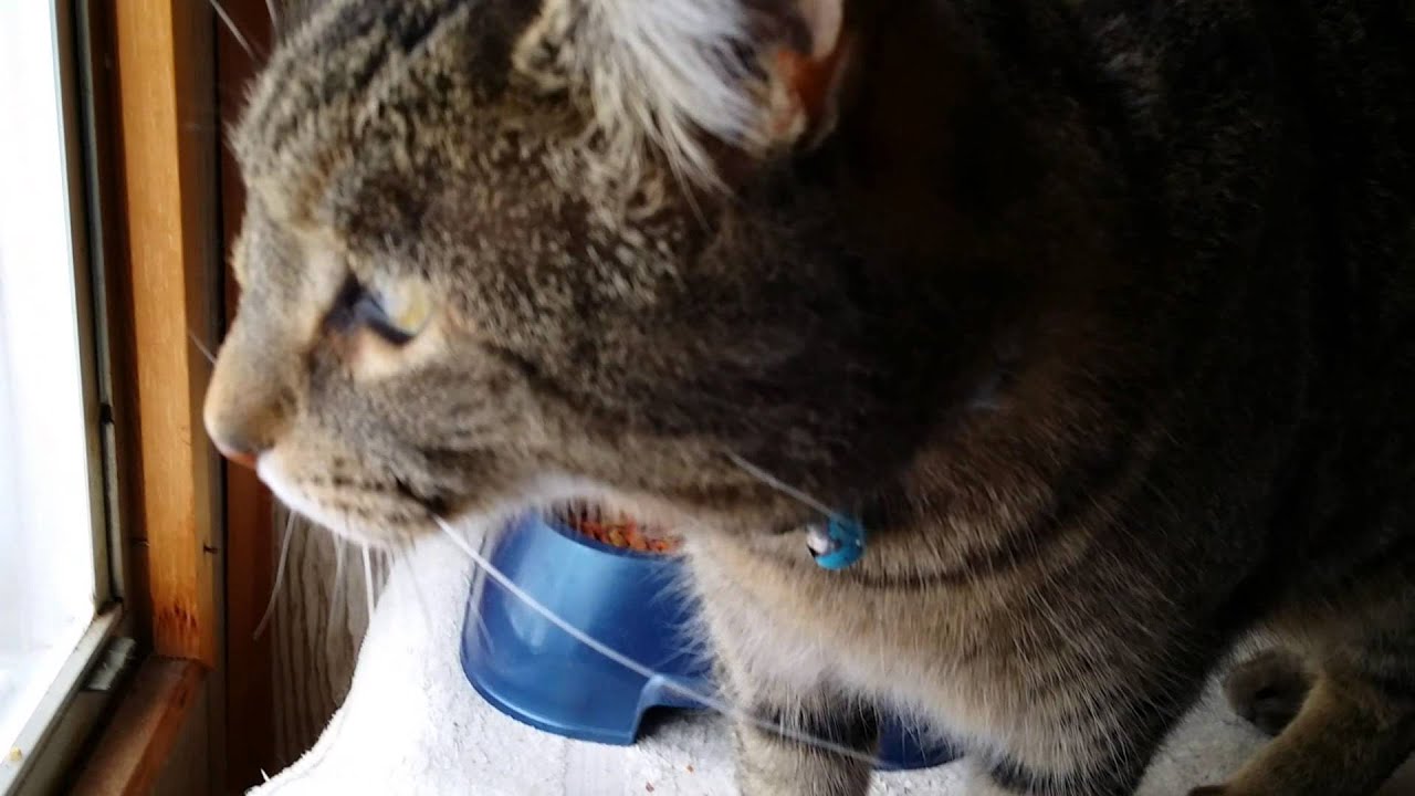 Charlie the Big Tom Cat - YouTube