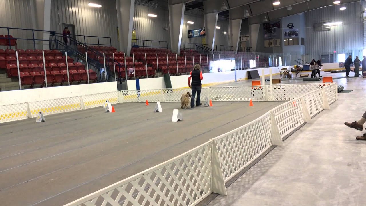 CKC Rally Obedience Trial -Novice A - 2nd leg. Fredericton Junction ...