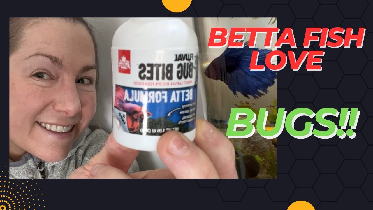 Review: Fluval Betta Bug Bites for Healthy Fish - YouTube