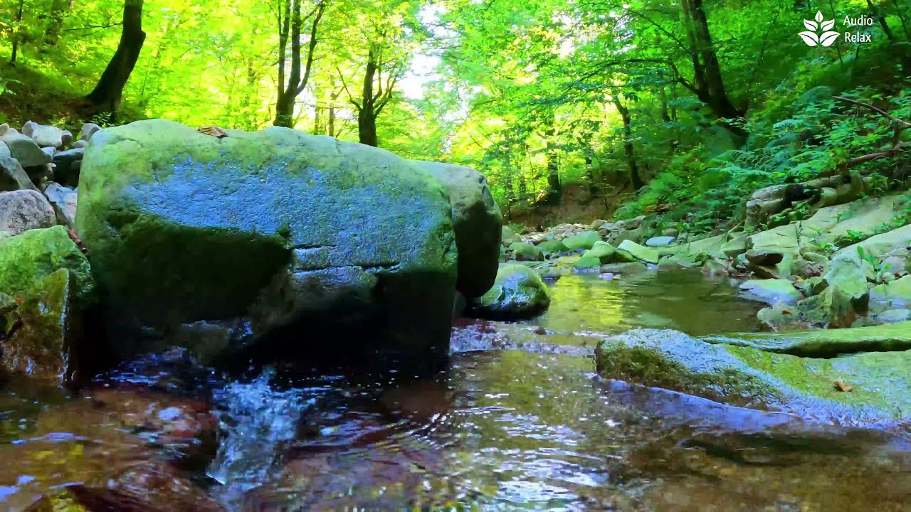 Beautiful Forest stream. Babbling Brook nature sounds. Forest ambience ...