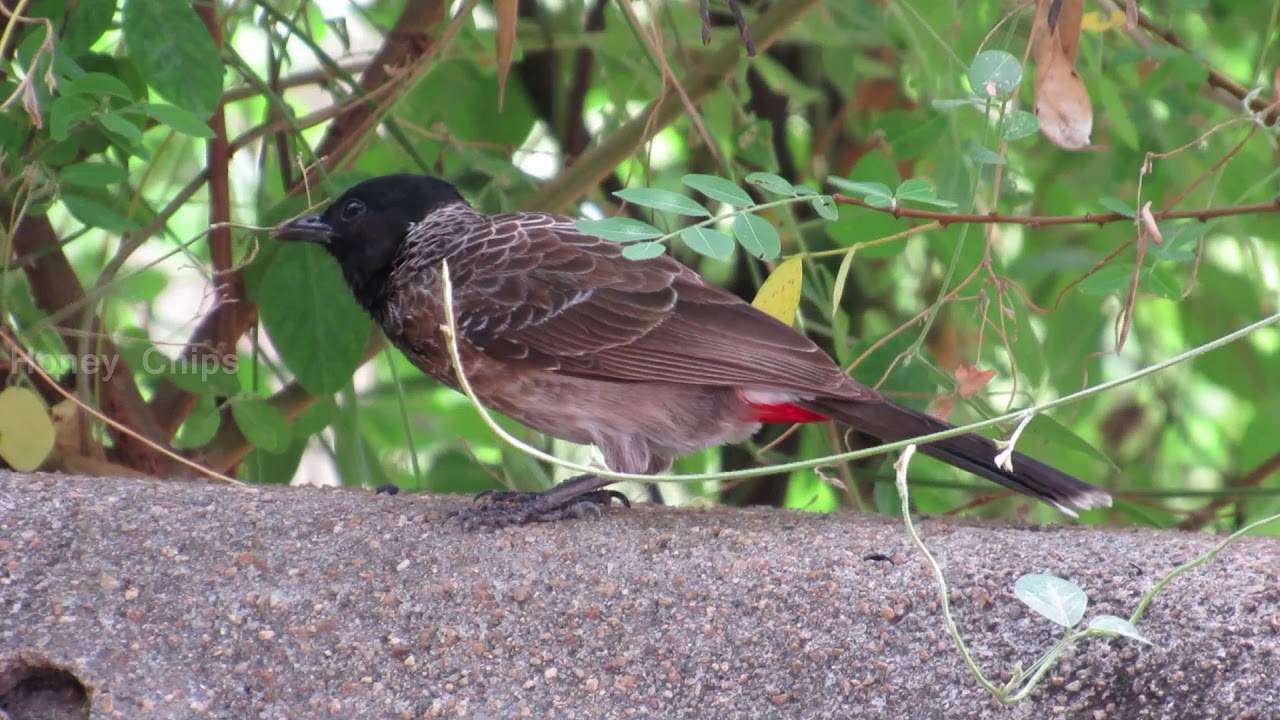 Indian Bird red vented bulbul | Honey Chips | Indian Birds - YouTube