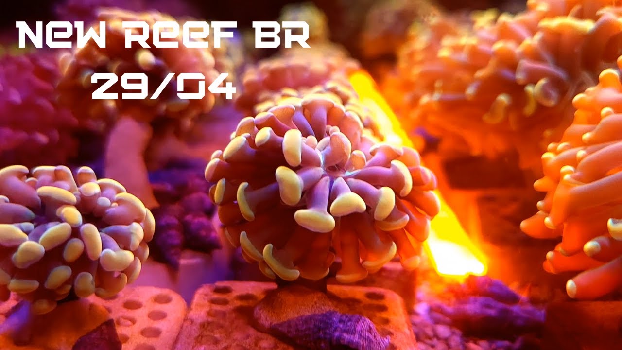 Primeiras informações - Evento New Reef Brasil - 29/04 - YouTube