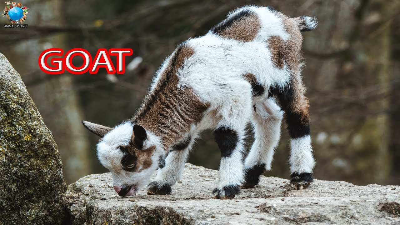 Most Goat Videos Compilation | Animals Planet - YouTube