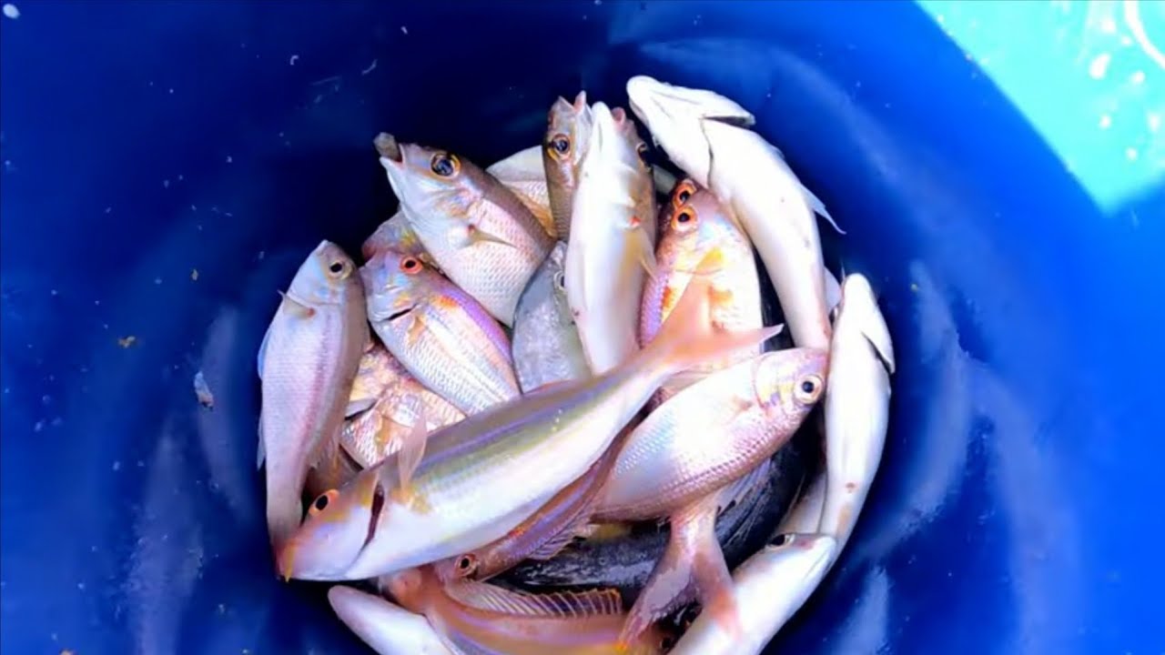 Ang sarap ng isdang bisugo | Catch & Cook - YouTube