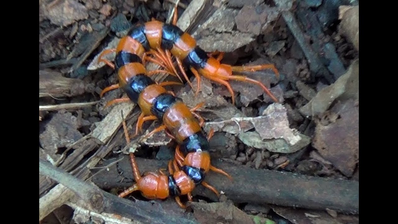 Poisonous Indian Giant Tiger Centipede - 2 - YouTube