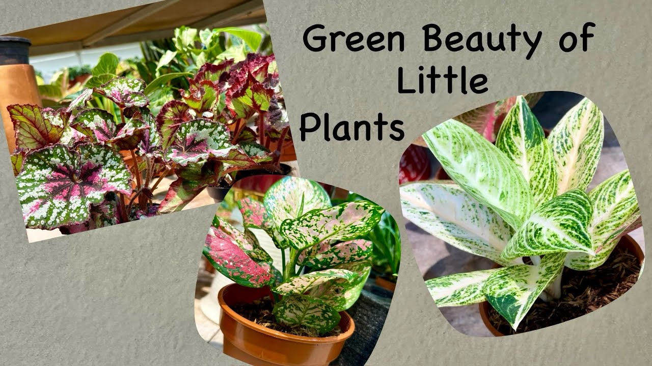 Green Beauty of Little Plants 🌱 - YouTube