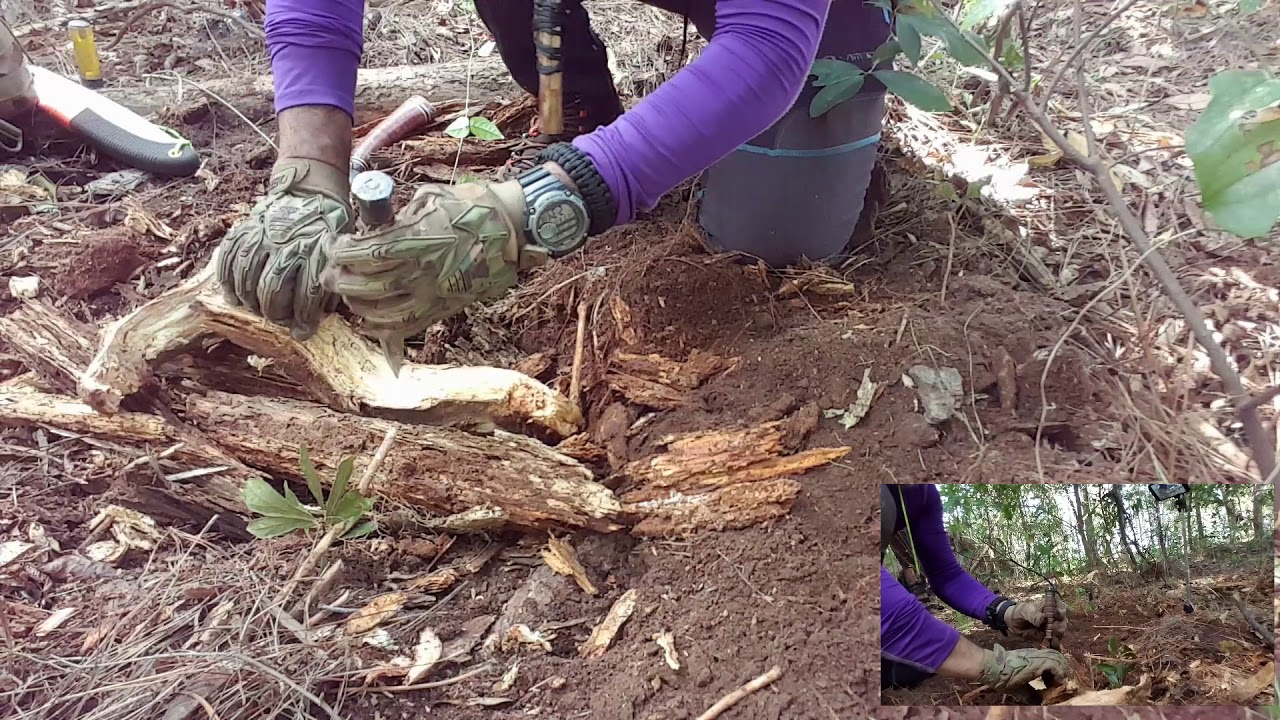 Scouting Fatwood Stump Adventures Volume 6 - YouTube