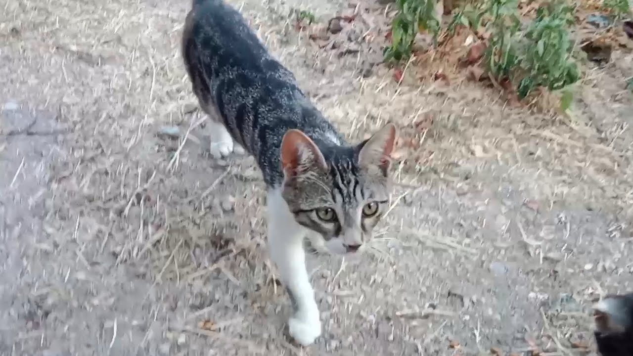Cute Kittens Wanted Food And Attention! - YouTube