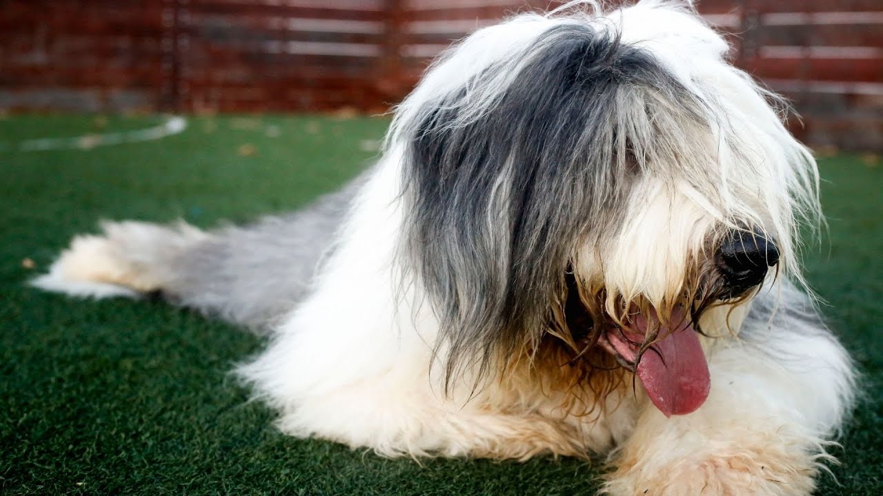 The Stunning Coat Colors & Patterns of Old English Sheepdogs - YouTube