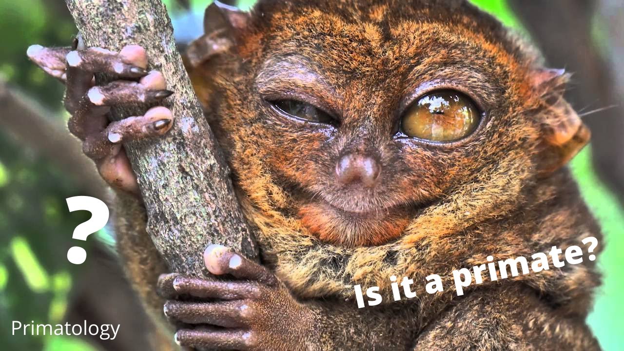 Is it a primate? - YouTube