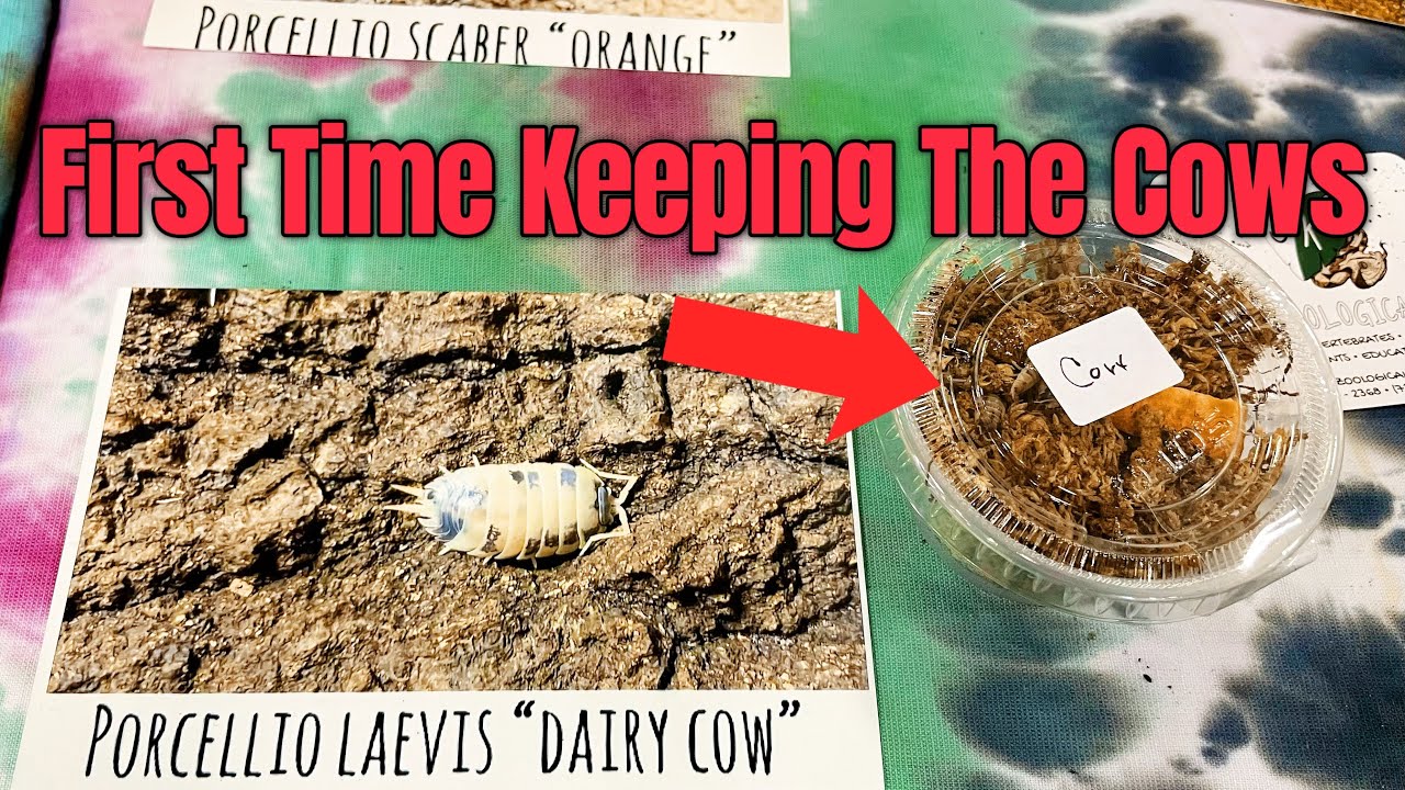 How To Setup Isopod Enclosure (DAIRY COW ISOPODS)! - YouTube