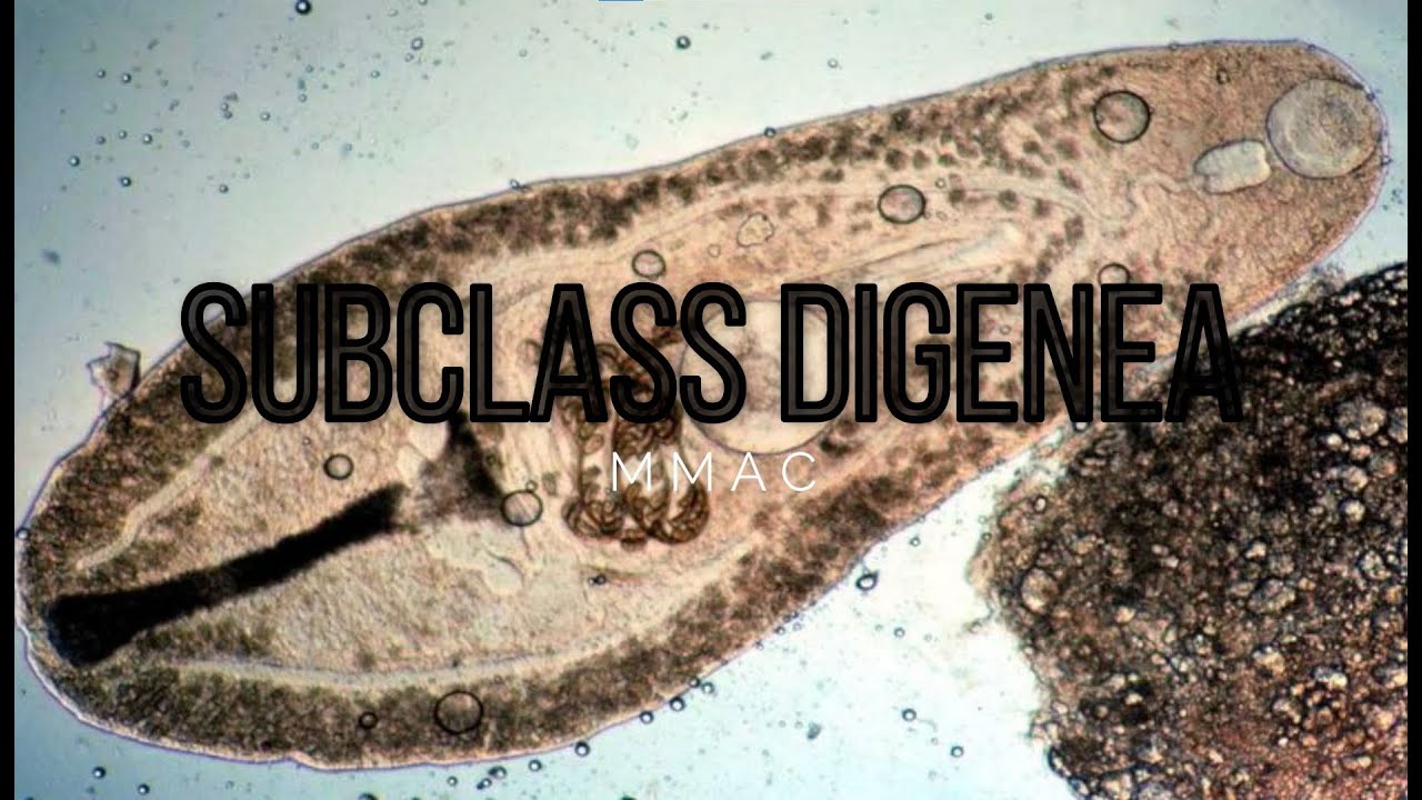 MMAC discusses Subclass Digenea - YouTube