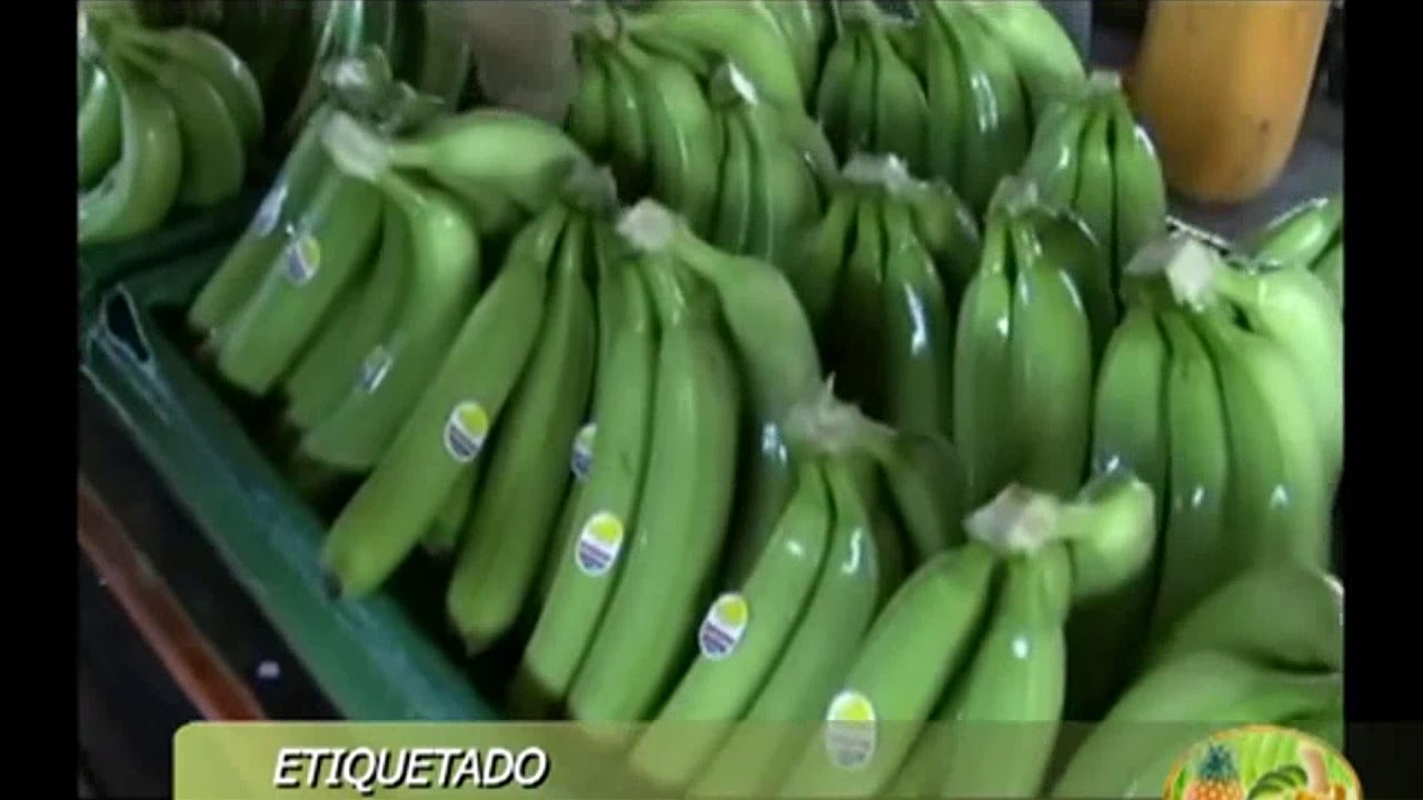 Proceso banano TECNIAGREX - YouTube