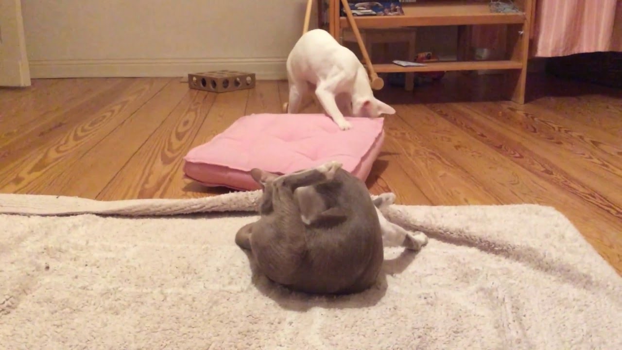 Wenn Katzen Kämpfen - YouTube