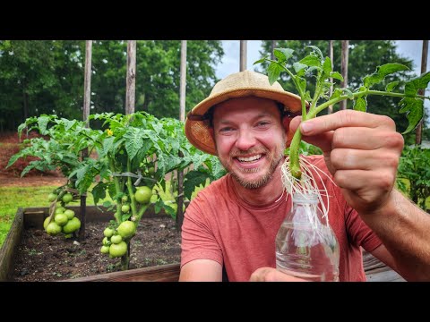 How To Regrow Tomato Plants