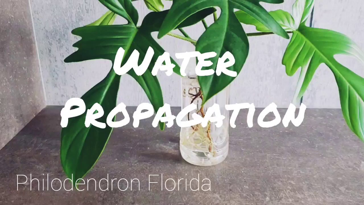 Water Propagating Philodendron Florida - YouTube