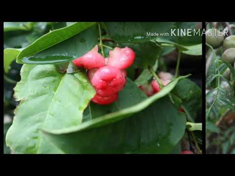 Buah tambulan pot . - YouTube