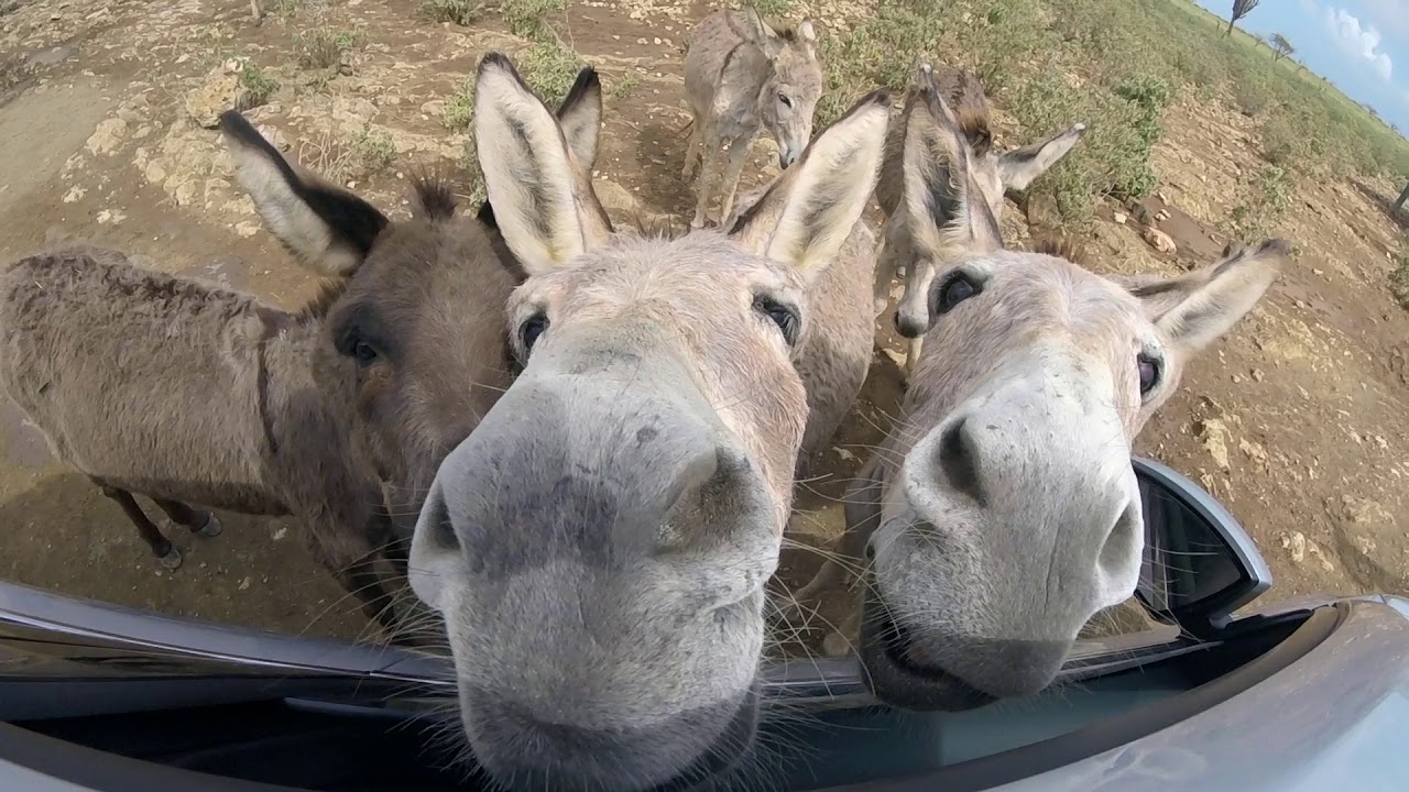 Bonaire - Donkey Sanctuary - YouTube