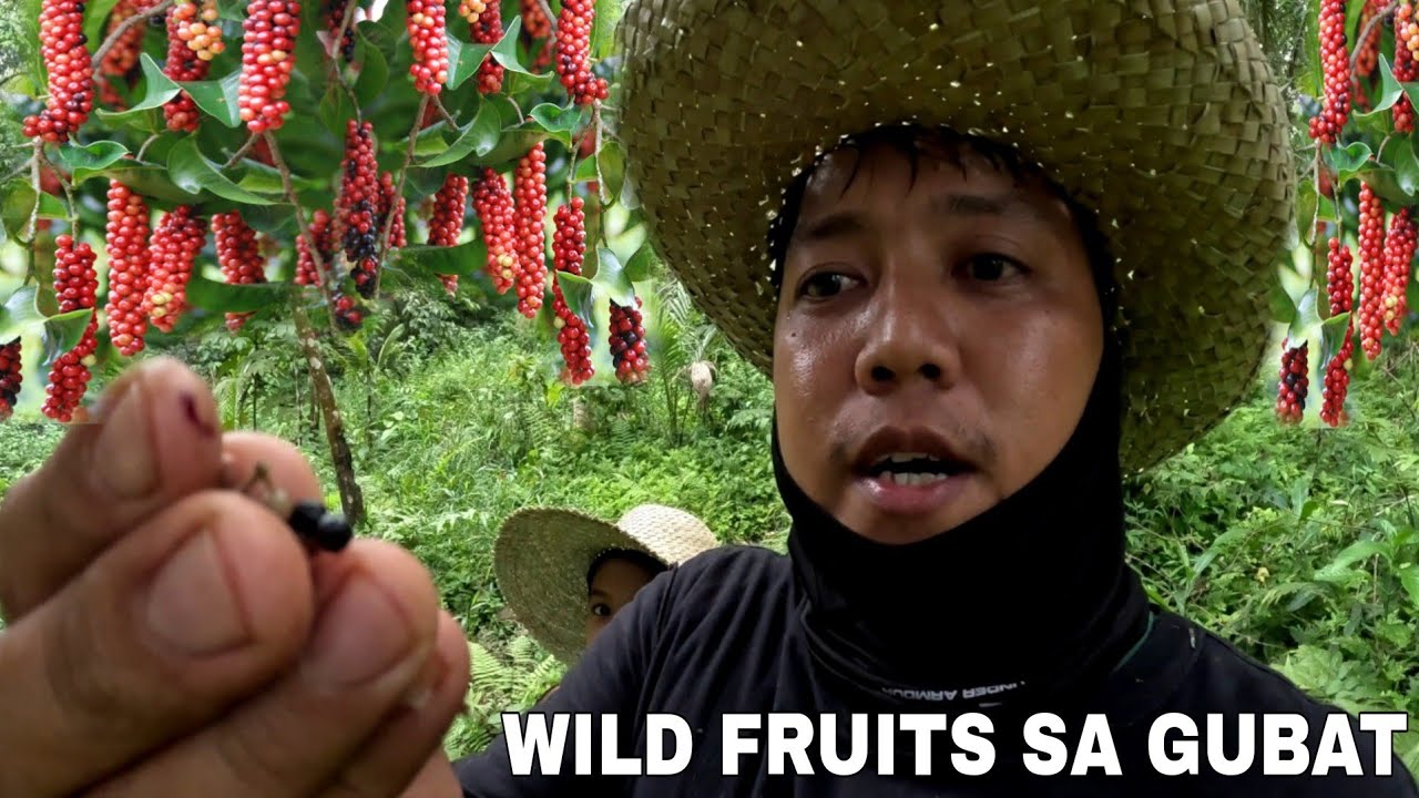 Prutas sa gubat nadaanan namin...Nakakuha kami ng GIANT BIRDNEST - YouTube
