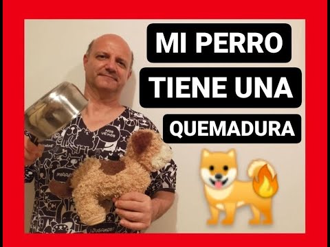 Mi perro se ha quemado. - YouTube