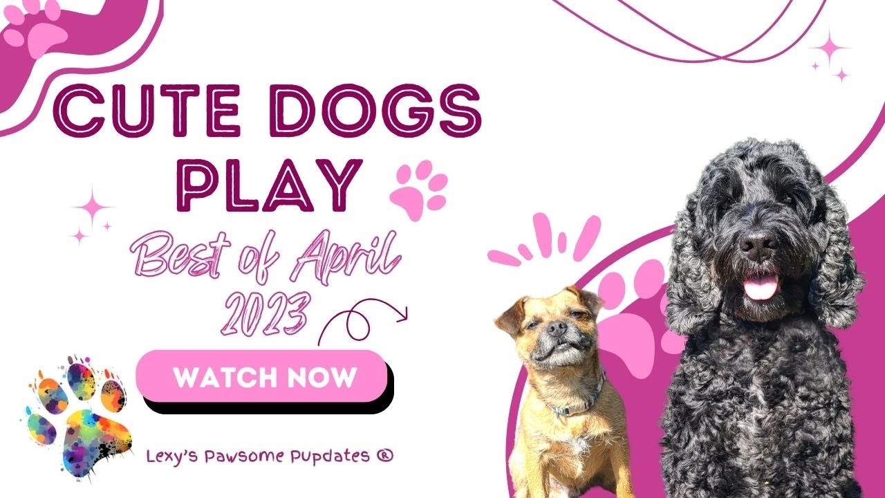 DOGS PLAYING - Best of April - 2023 - Dog interaction, play and body ...