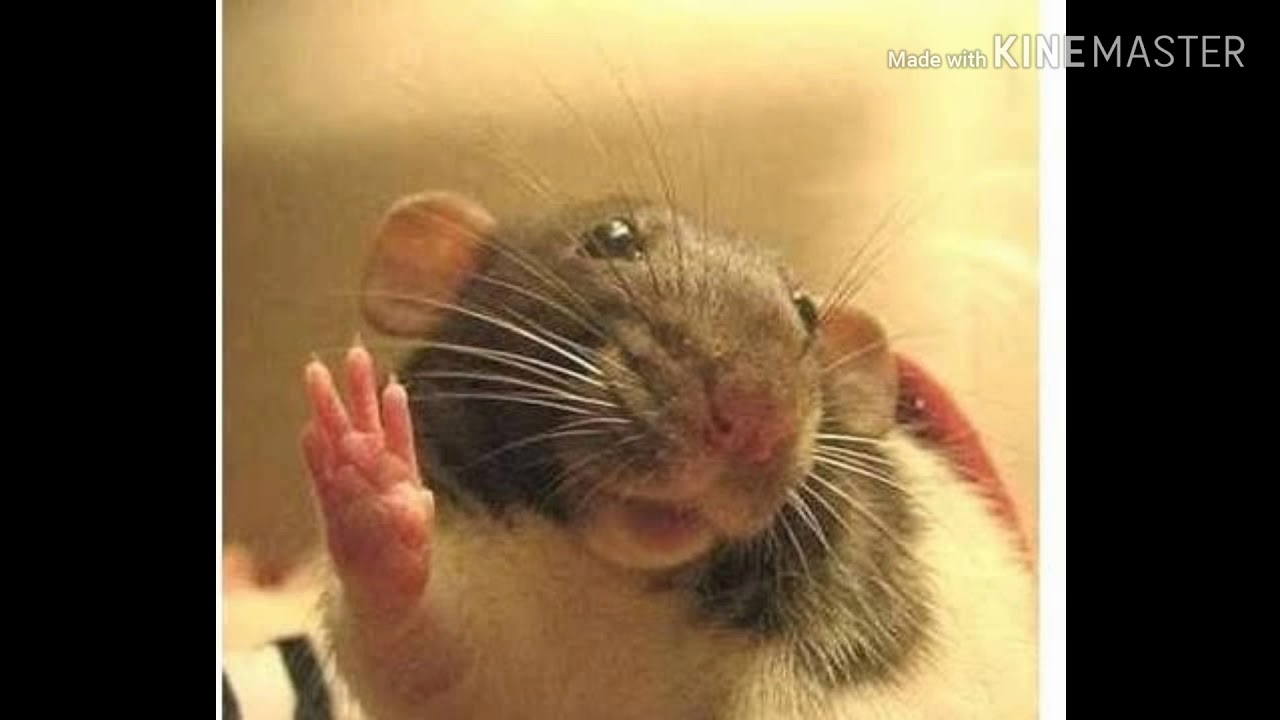 di di di da di da dou dou - YouTube