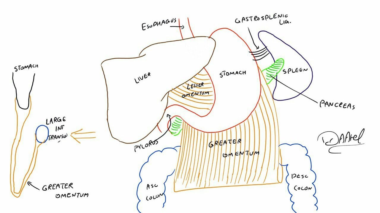 Surgical Anatomy of stomach and lesser sac - YouTube