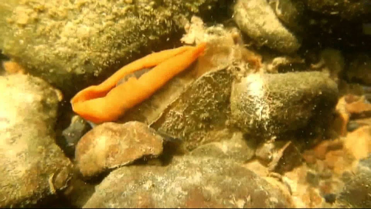 Wild and Scenic Film Fest - KWA - Defending our Waterways: Kentucky ...
