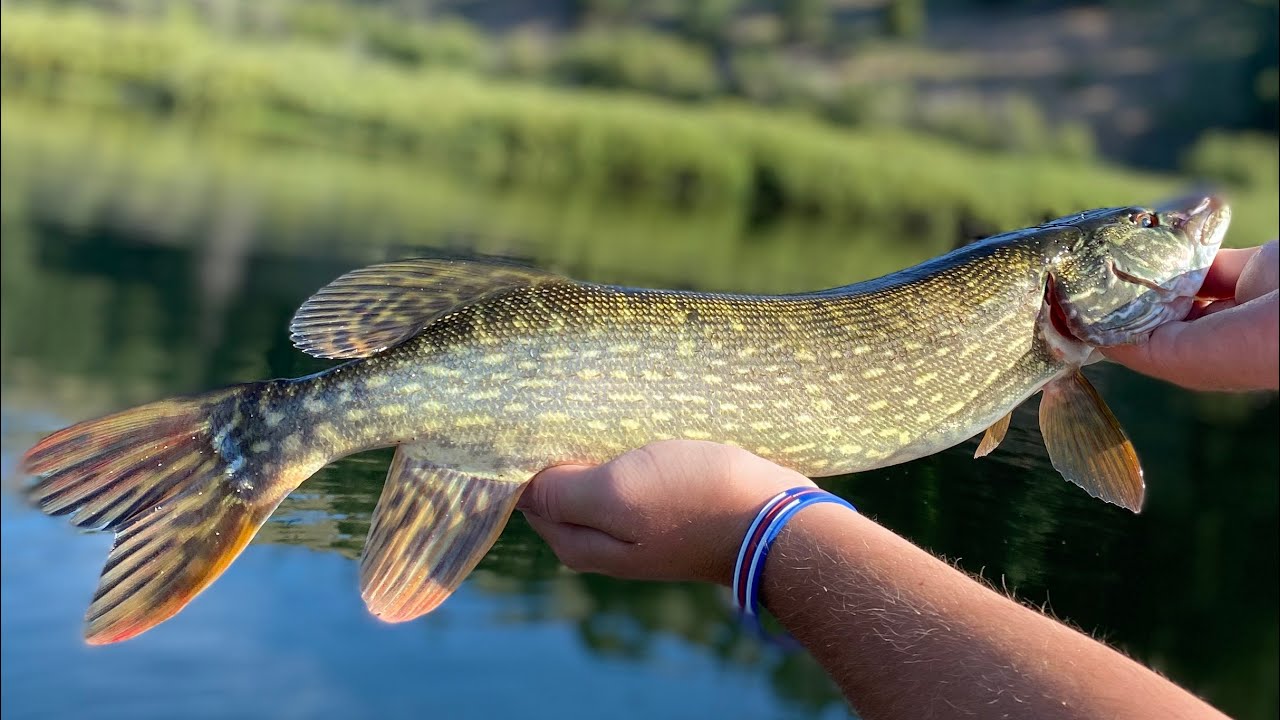 OUR FAVORITE METHODS FOR CATCHING PIKE (+1 bonus species) - YouTube