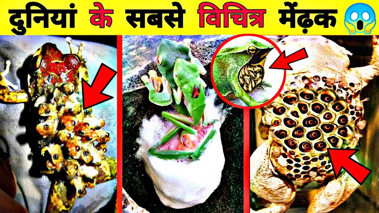 most bizarre frog life cycle || weird animals in the word || Country ...