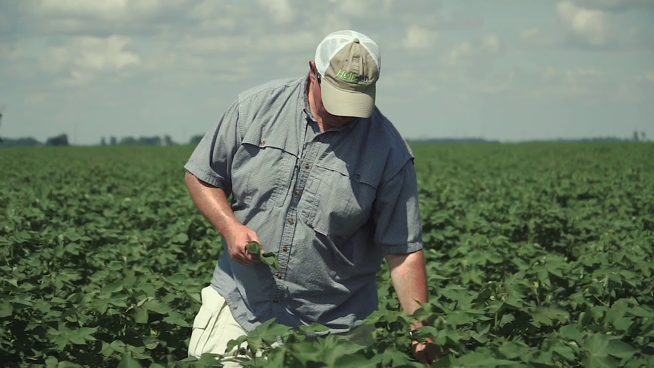 Tissue Sampling in Cotton - YouTube