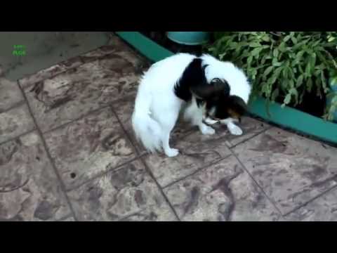 Babies Laughing Hysterically at Cats Compilation 2013 NEW HD - YouTube