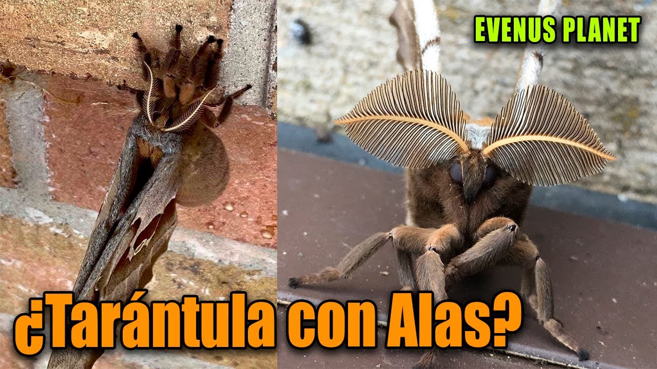 ¿Una Tarántula Con Alas? Polilla Polifemo (Antheraea polyphemus ...