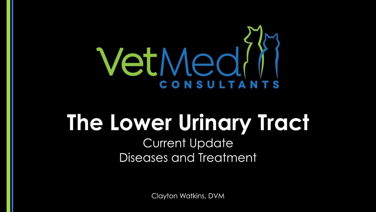 VetMed - The Lower Urinary Tract Lecture - YouTube