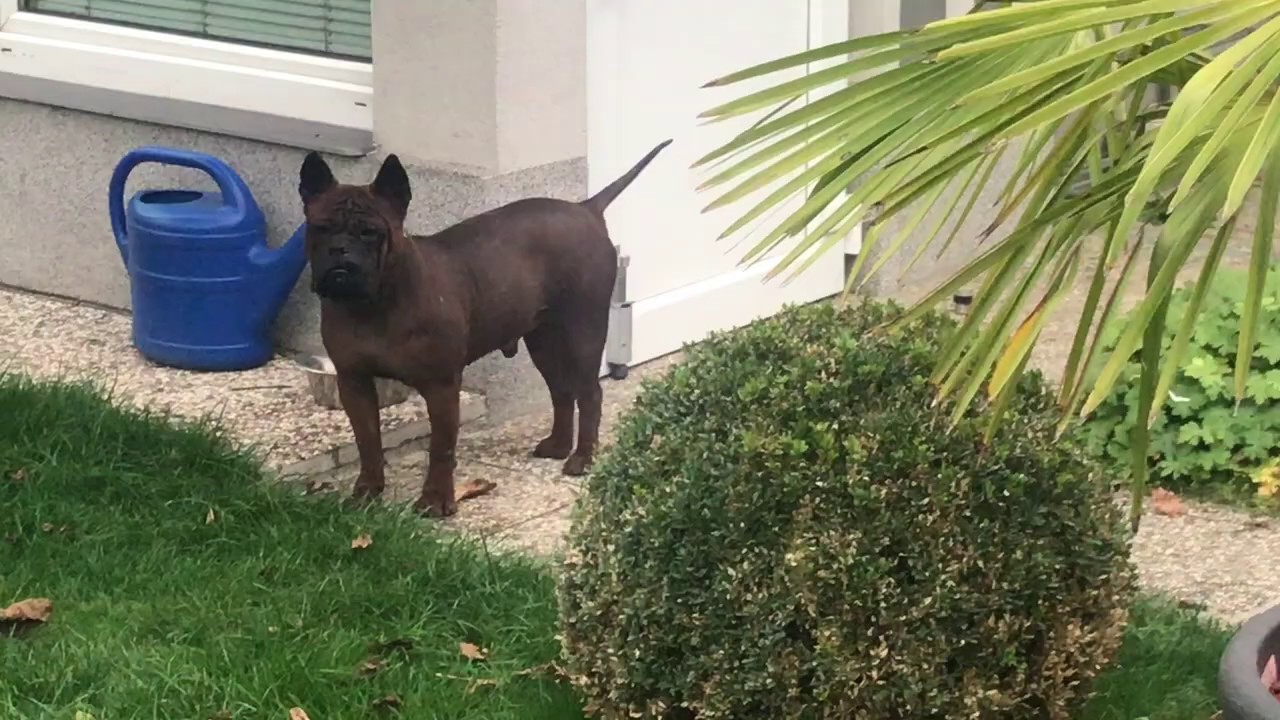 Chinese Bulldog, rare and exotic native dog breed - YouTube
